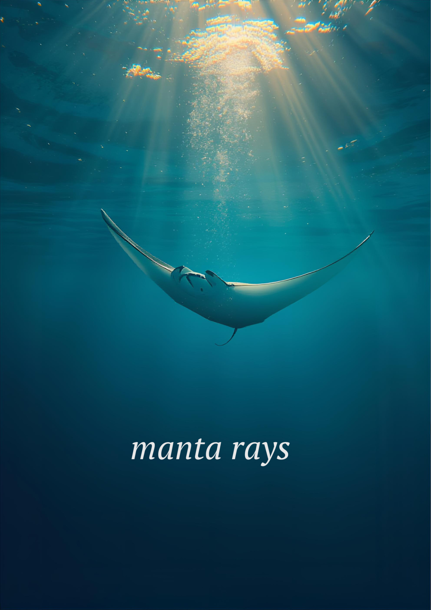 The Magic of Swimming with Manta Rays Fiji